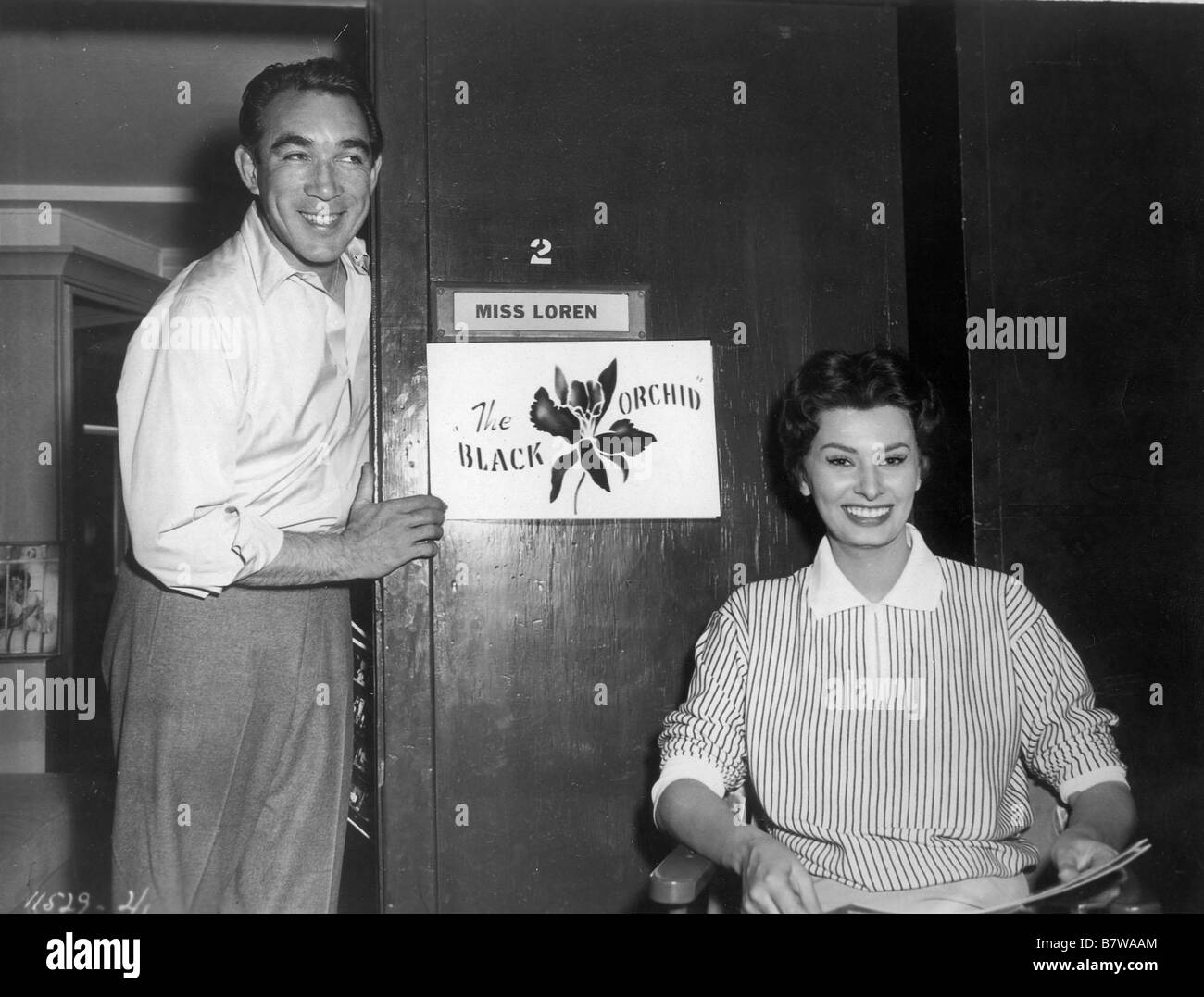 The Black Orchid Year: 1958 USA Sophia Loren, Anthony Quinn sur le ...