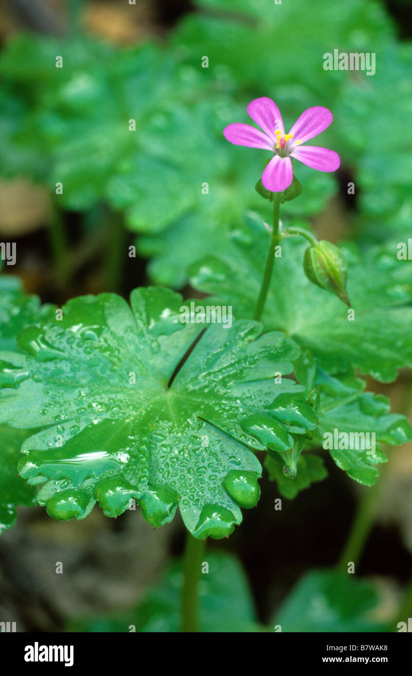 round-leaved cranesbill (Geranium rotundifolium), blooming after a rain ...