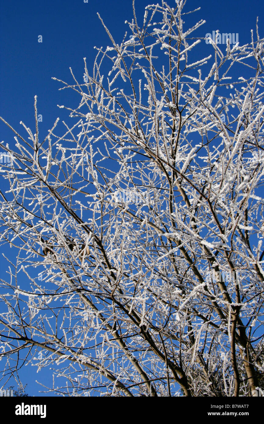 Frozen tree in winter Stock Photo - Alamy