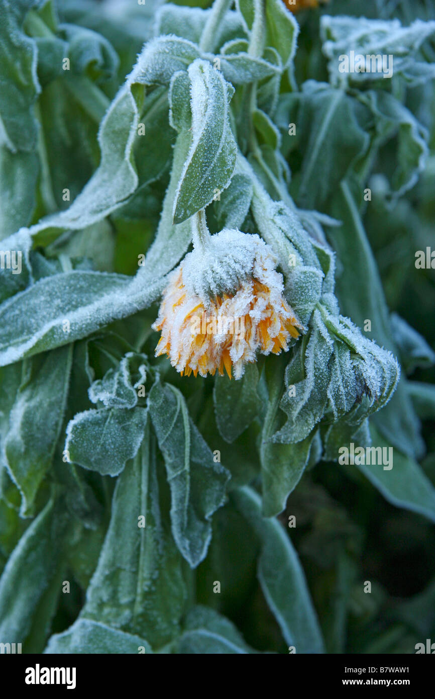 Calendula officinalis wild hi-res stock photography and images - Alamy