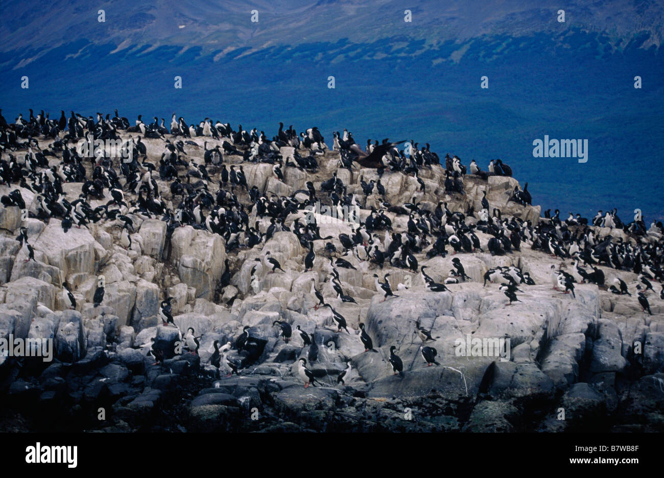 Rocks Large group of birds Black white plumage BIRD COLONY TIERRA DEL ...