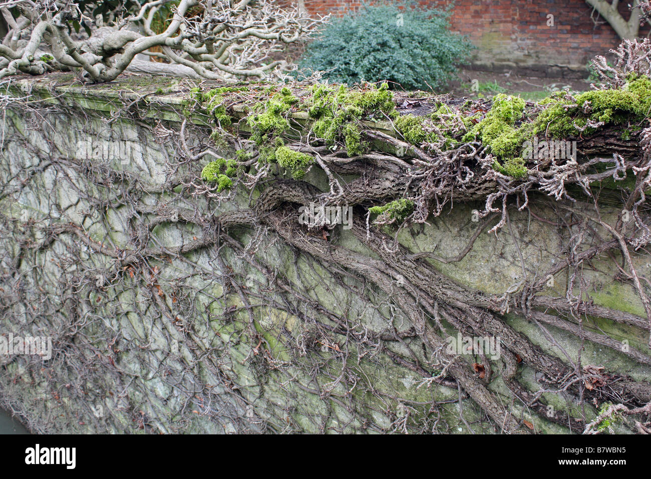 Tangle of branches and roots hi-res stock photography and images - Alamy