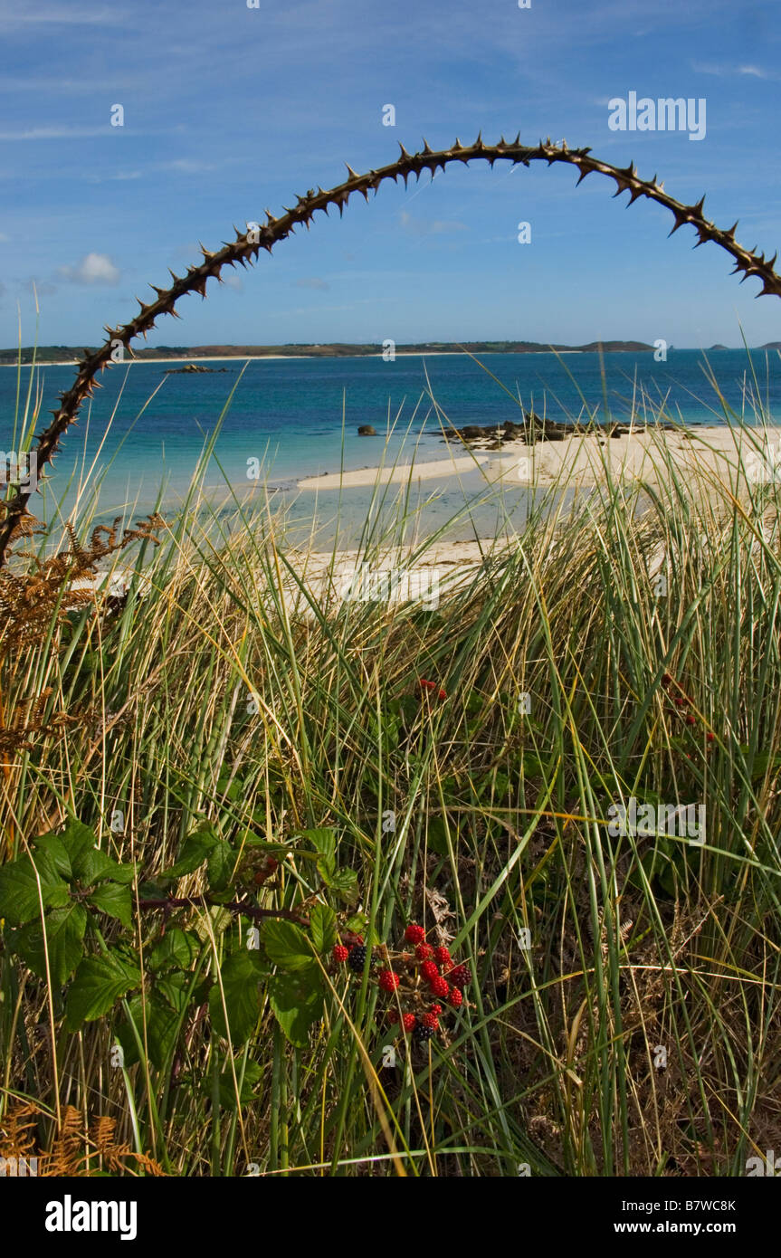 Wild Blackberries growing in the long coastal dune grass at Pentle Bay ...