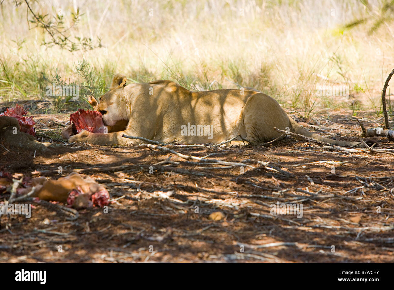 Springbok eating hi-res stock photography and images - Alamy