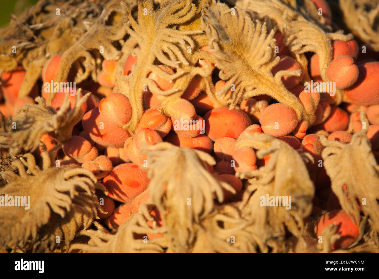 Palm tree seeds hi-res stock photography and images - Alamy