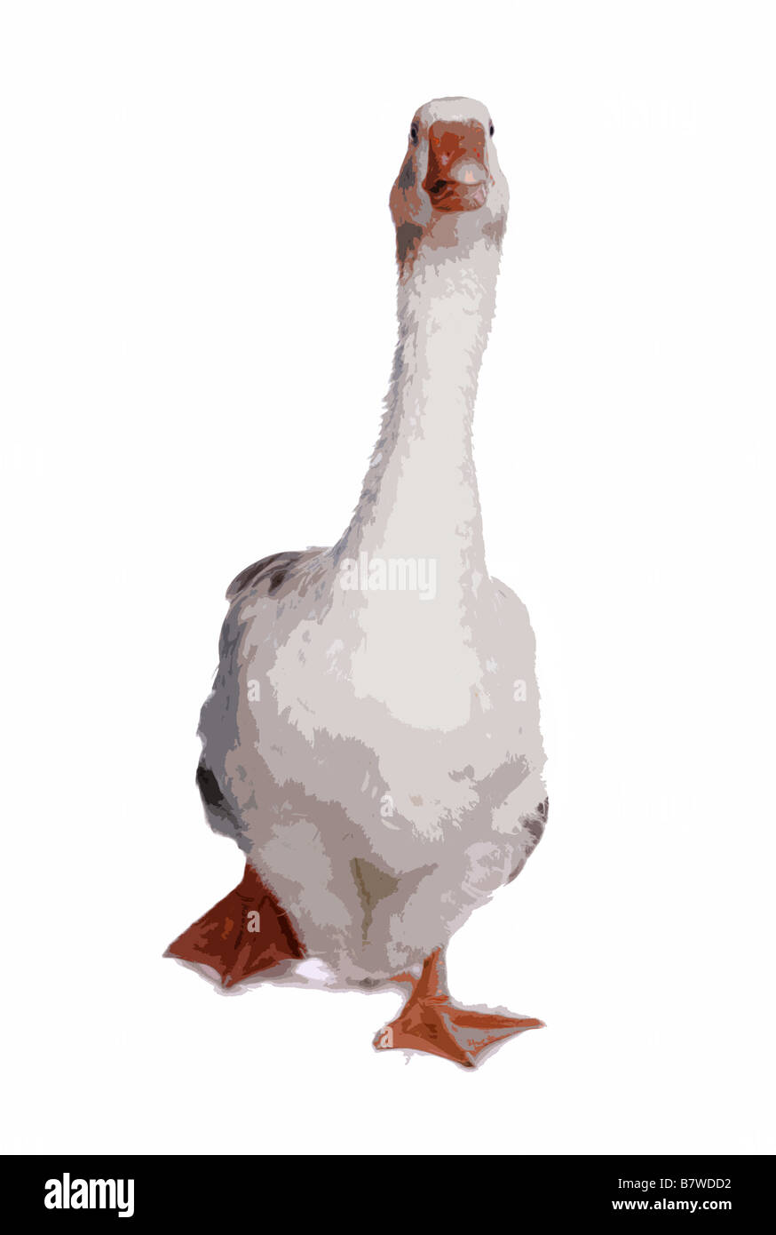 Angry White Goose