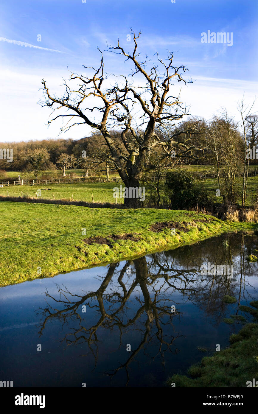 A Tree Reflected in Flood Water Stock Photo - Alamy