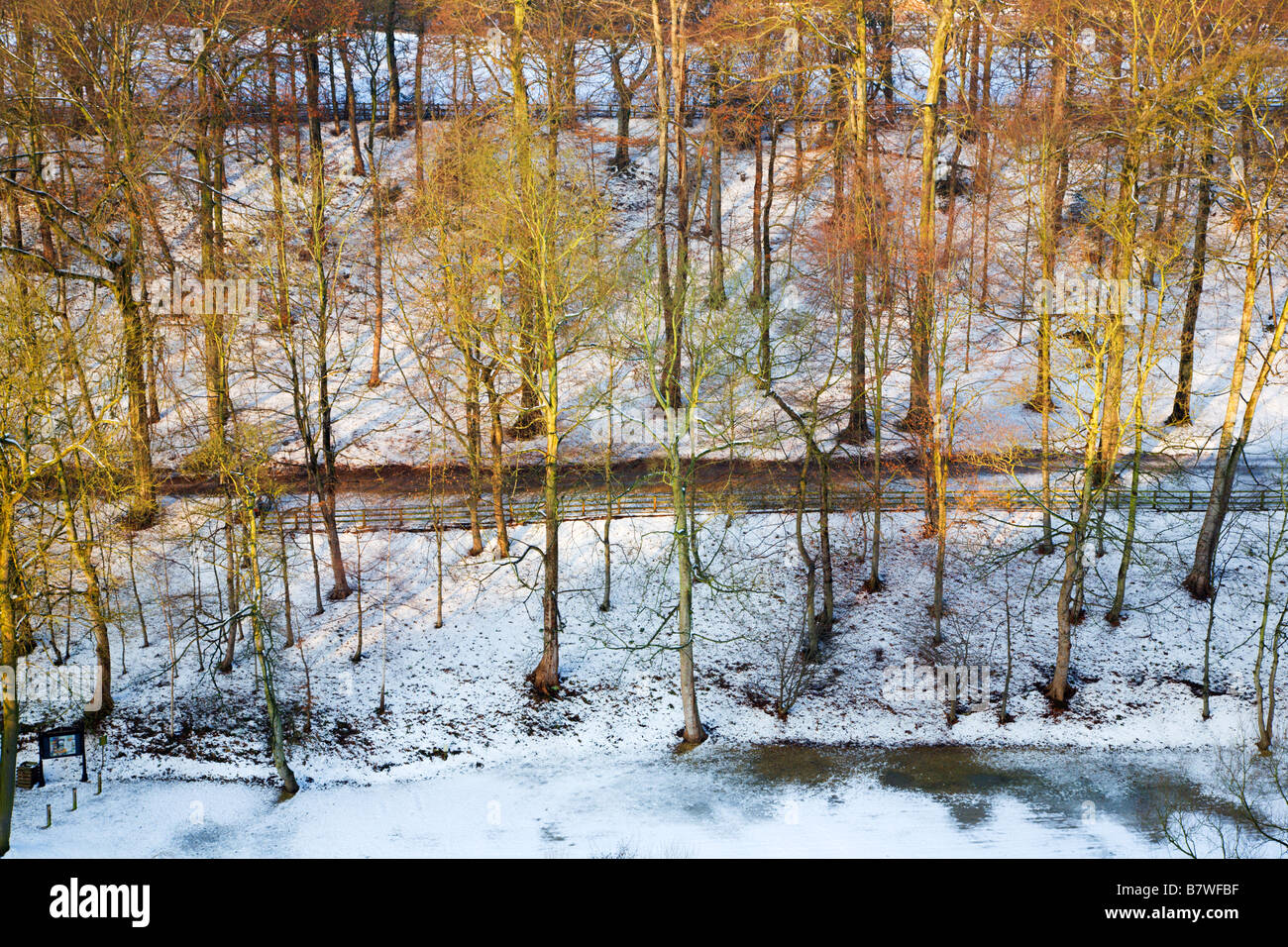 Winter Trees in the Nidd Gorge Knaresborough North Yorkshire England ...