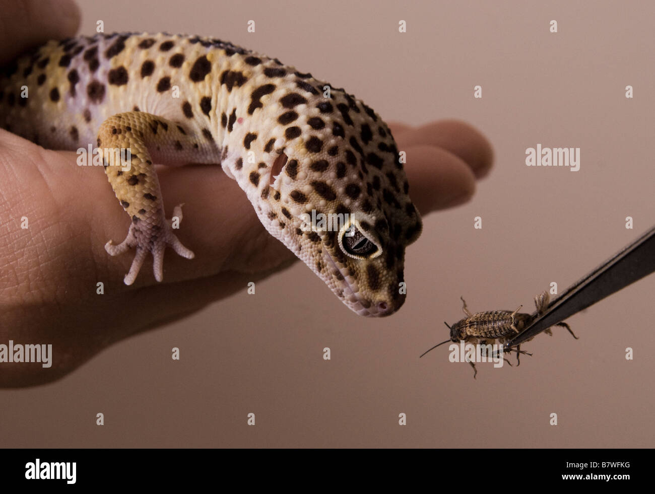 Leopard Geko Feeding on Cricket Stock Photo - Alamy