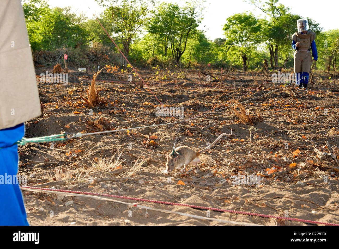 APOPO mine action program personnel using trained rats to sniff out ...
