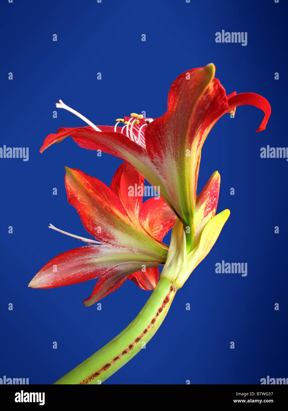 Giant Amaryllis lily in full bloom Stock Photo - Alamy