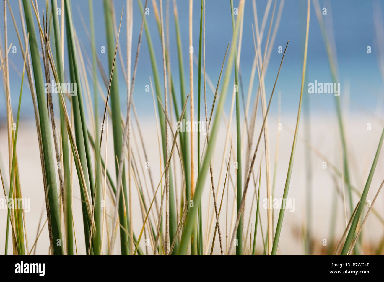 Long coastal dune grass at Pentle Bay beach Tresco Isles of Scilly ...