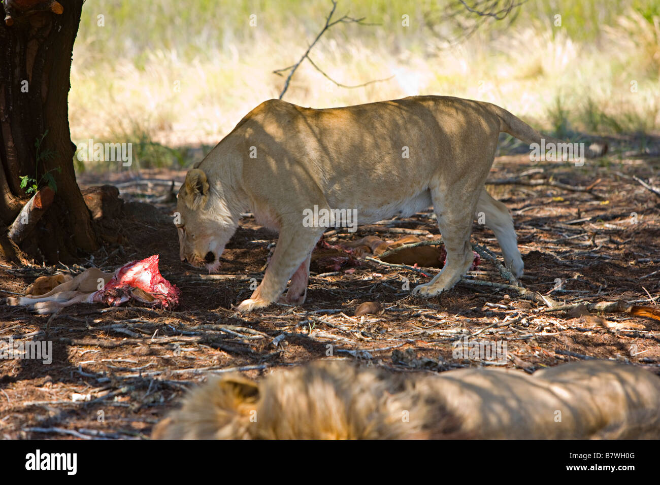 lioness about to eat a piece of springbok in the bush in South Africa ...