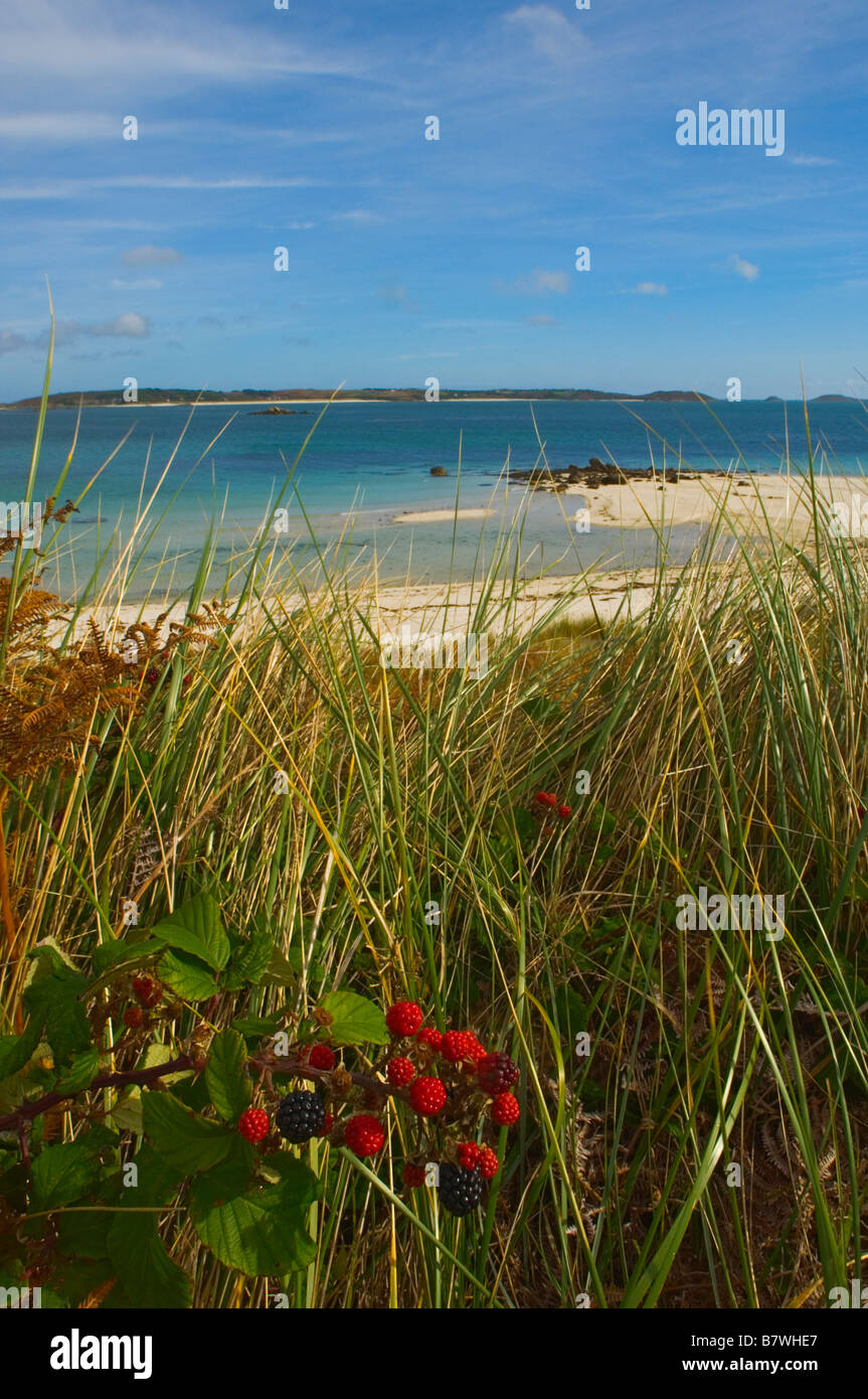 Wild Blackberries growing in the long coastal dune grass at Pentle Bay ...
