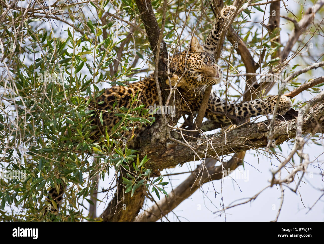 Leopard tree hi-res stock photography and images - Alamy