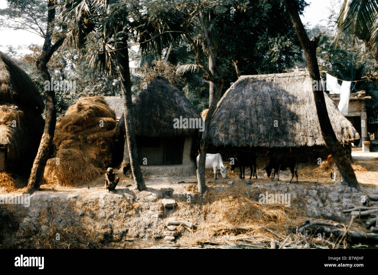 Near Delhi India Straw Huts And Animals Stock Photo - Alamy
