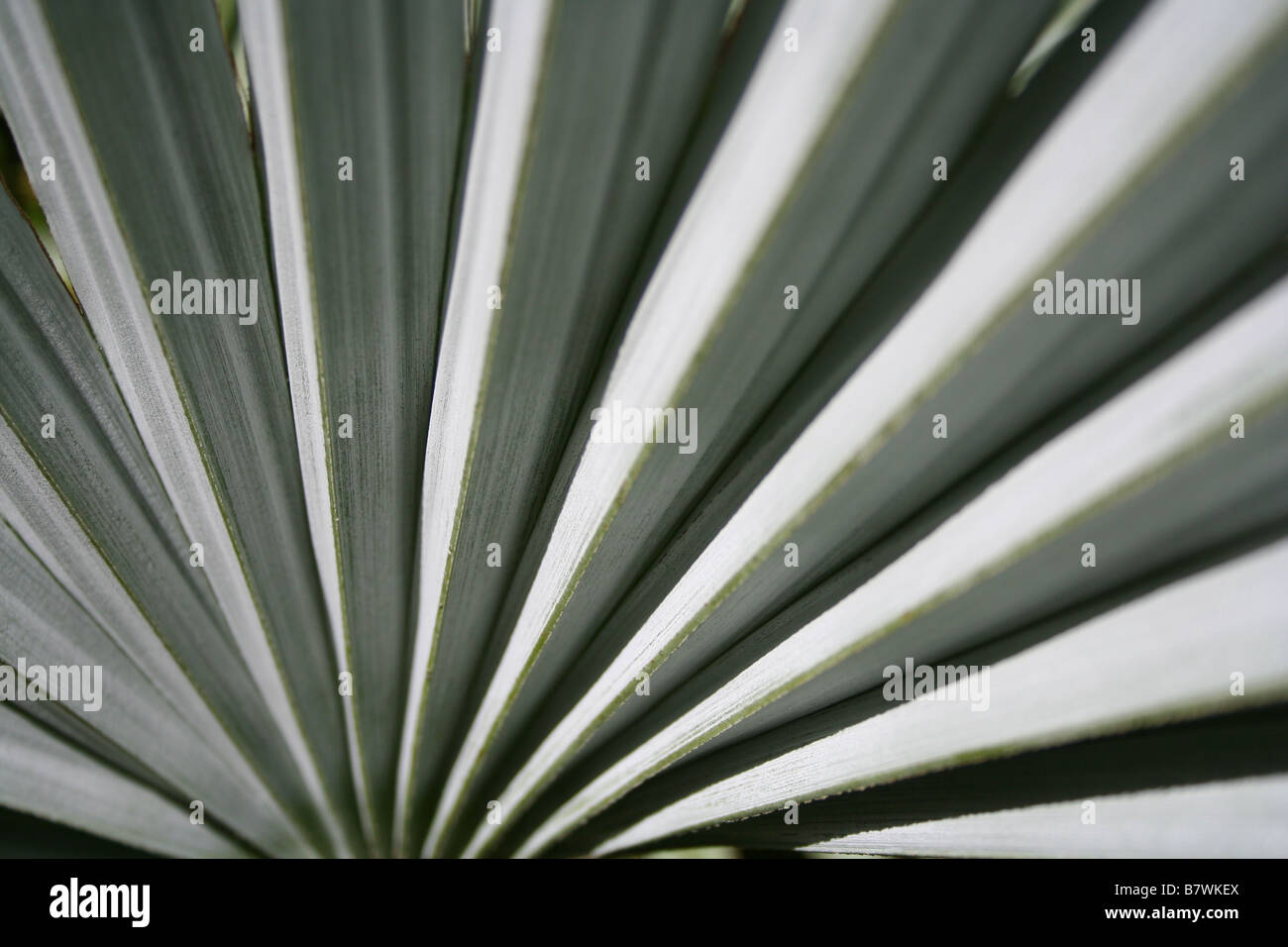Blue Hesper Palm leaf (Brahea armata / Mexican Blue Palm) close-up ...