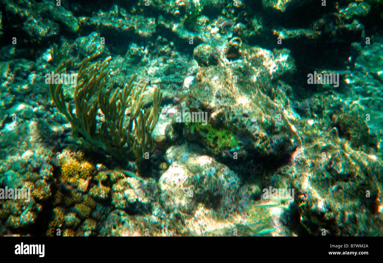 Dead coral hi-res stock photography and images - Alamy