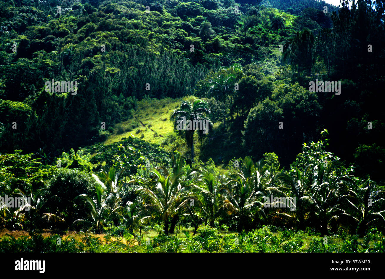 Dominican Republic Rainforest On Mountains Stock Photo - Alamy