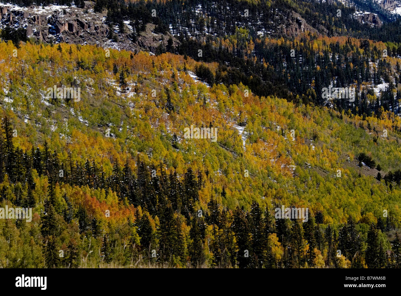 Brilliant fall colors Rio Grande National Forest Colorado USA Fall ...