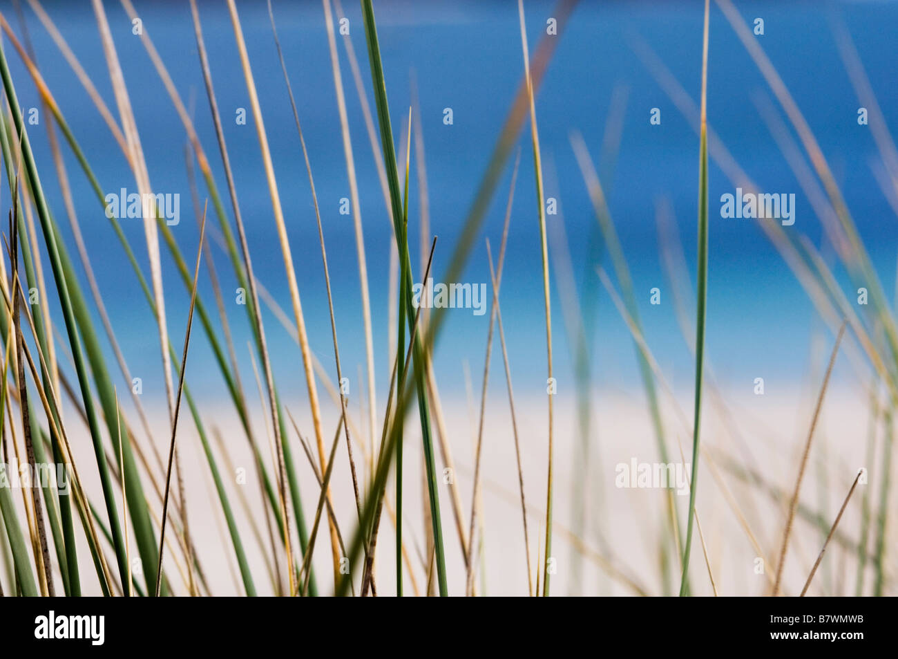Long coastal dune grass at Pentle Bay beach Tresco Isles of Scilly ...