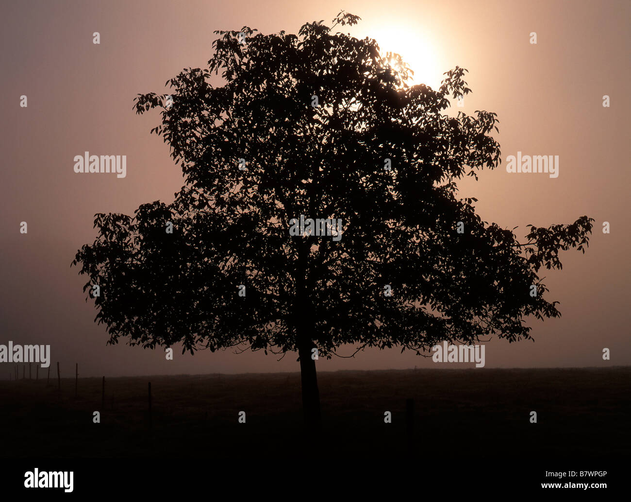 Silhouette of a Chestnut Tree at Sunrise Stock Photo - Alamy