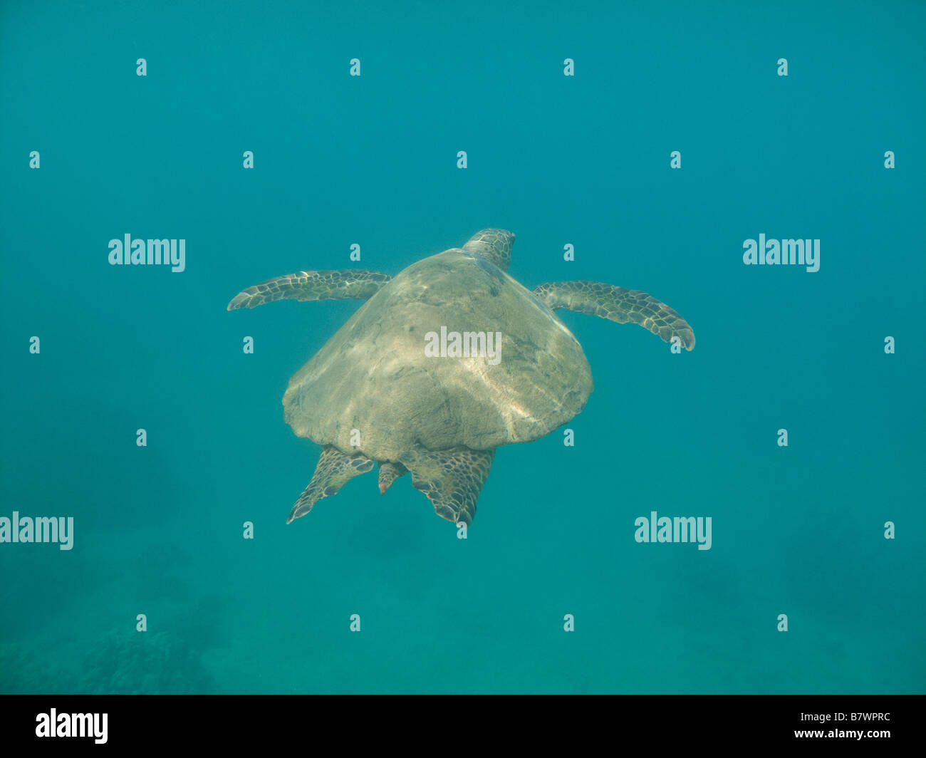 Green Sea Turtle (Honu) in Maui, Hawaii Stock Photo - Alamy