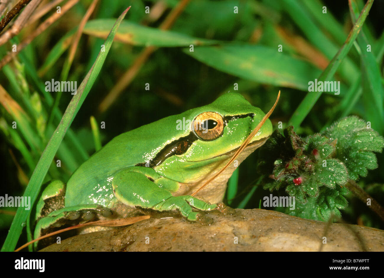 Mediterranean Tree Frog (Hyla meridionalis Stock Photo - Alamy