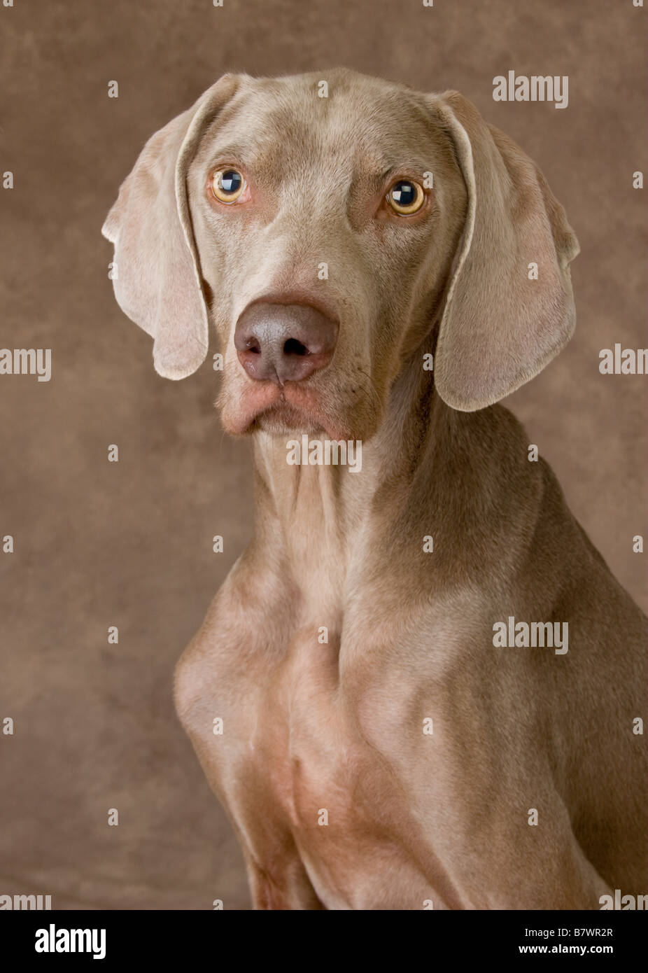 Weimaraner portrait head shot Stock Photo - Alamy