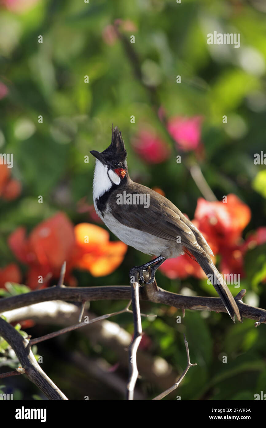 Red whiskered bulbul bird perched hi-res stock photography and images ...