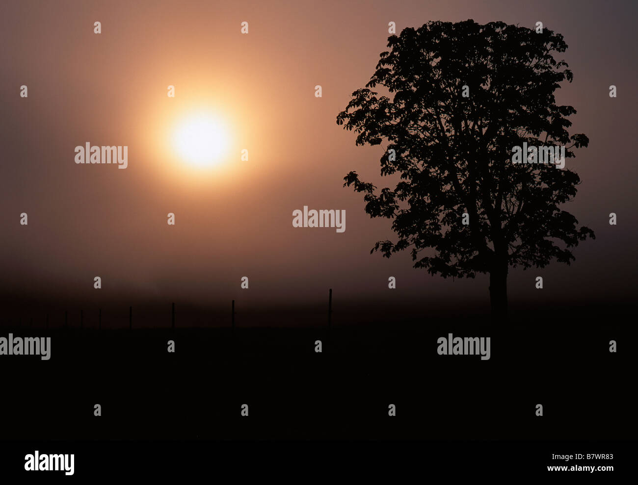 Silhouette of a Chestnut Tree at Sunrise Stock Photo - Alamy