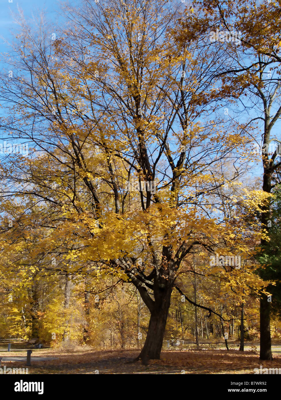Mighty autumn deciduous tree hi-res stock photography and images - Alamy