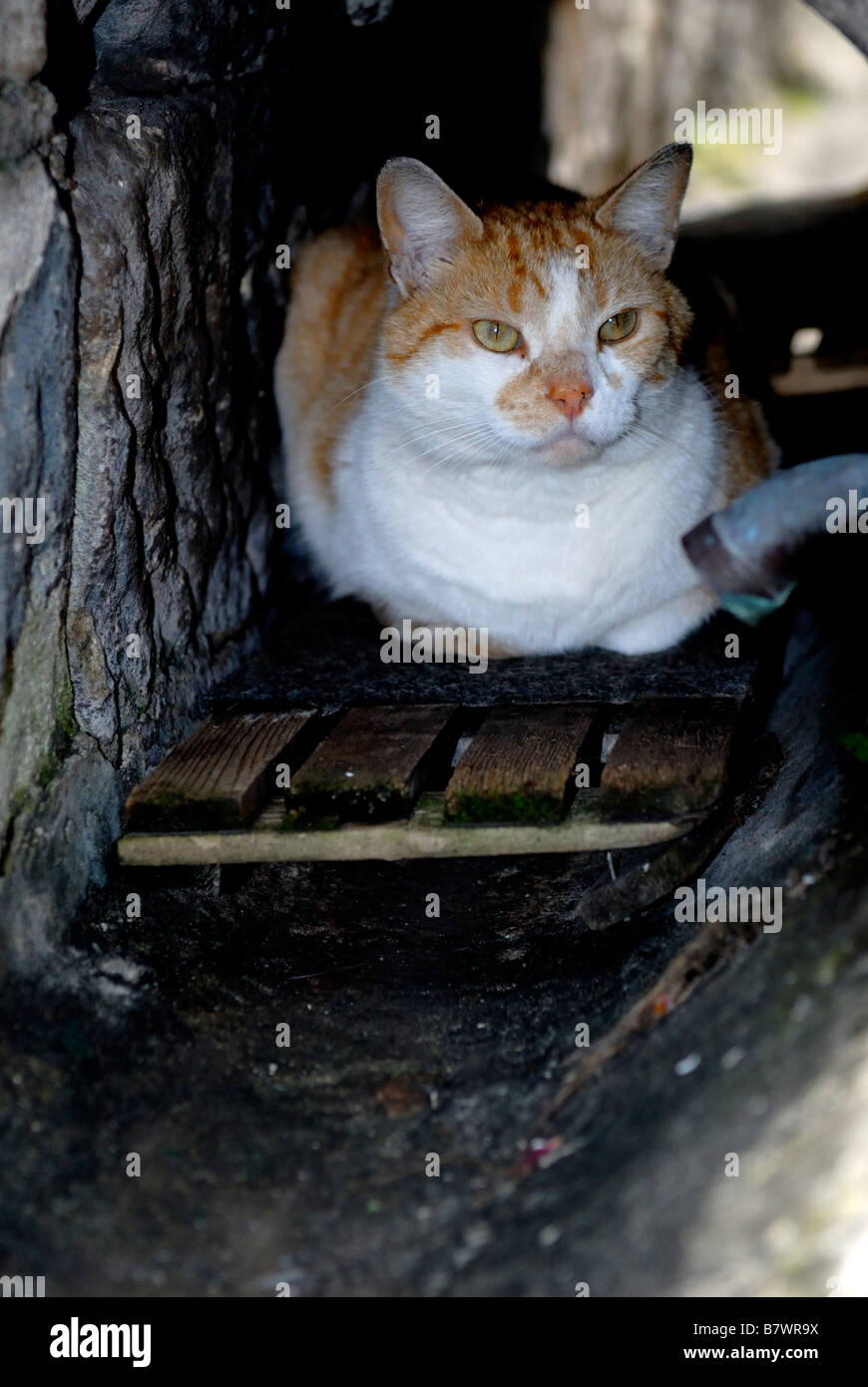 Cat in culvert Stock Photo - Alamy