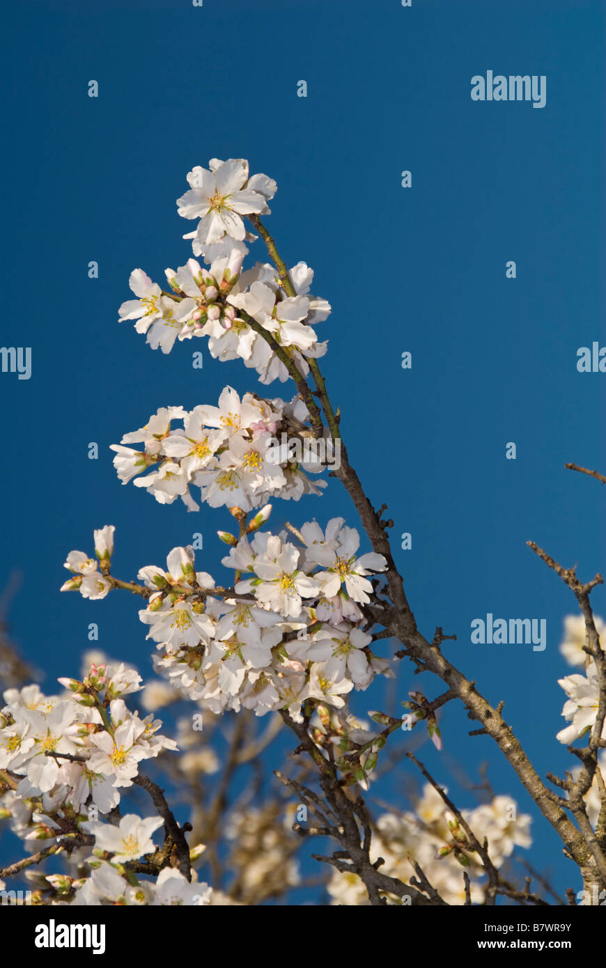 Almond tree branch in hi-res stock photography and images - Alamy