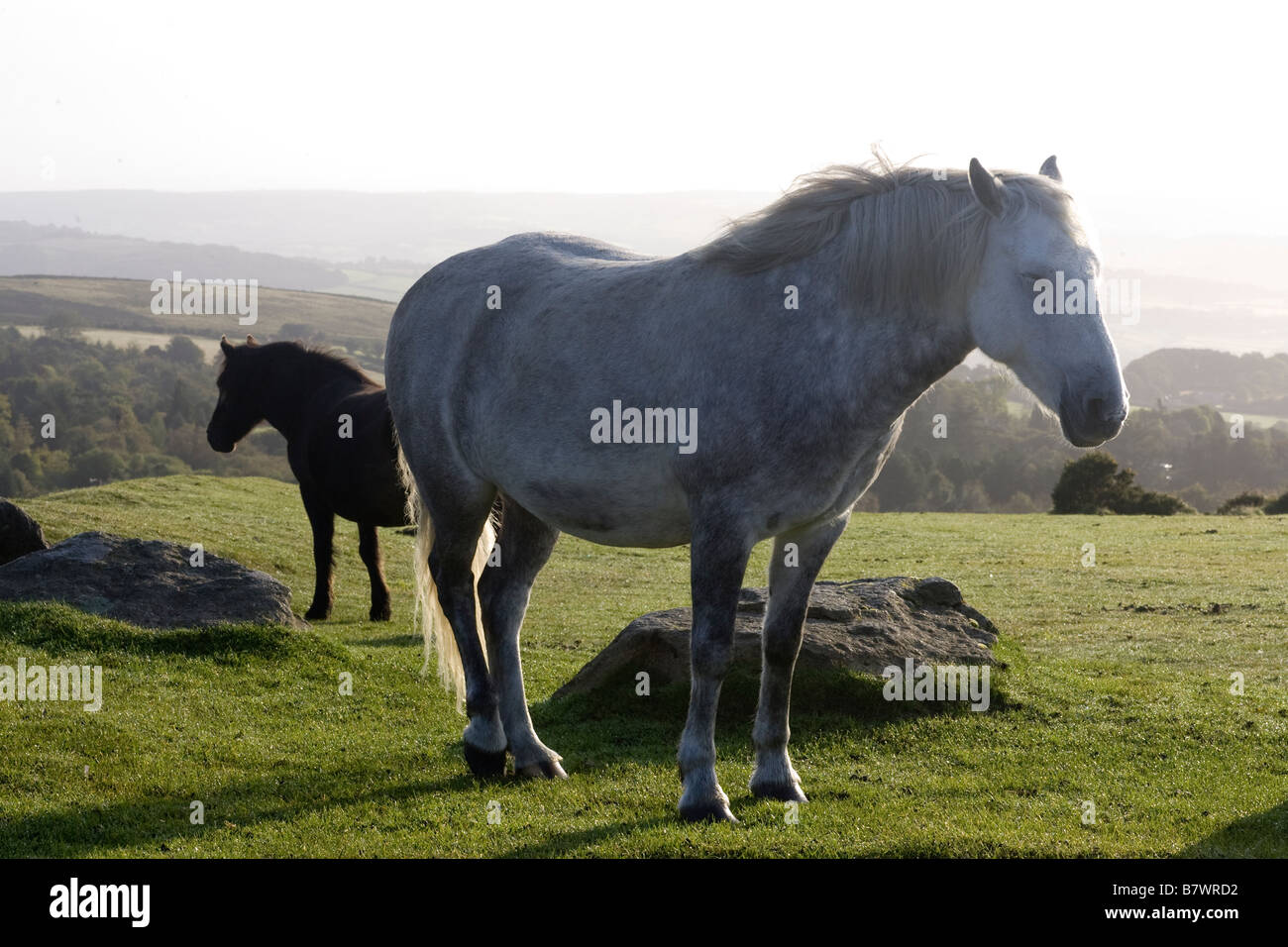 Ponies dartmoor hi-res stock photography and images - Alamy