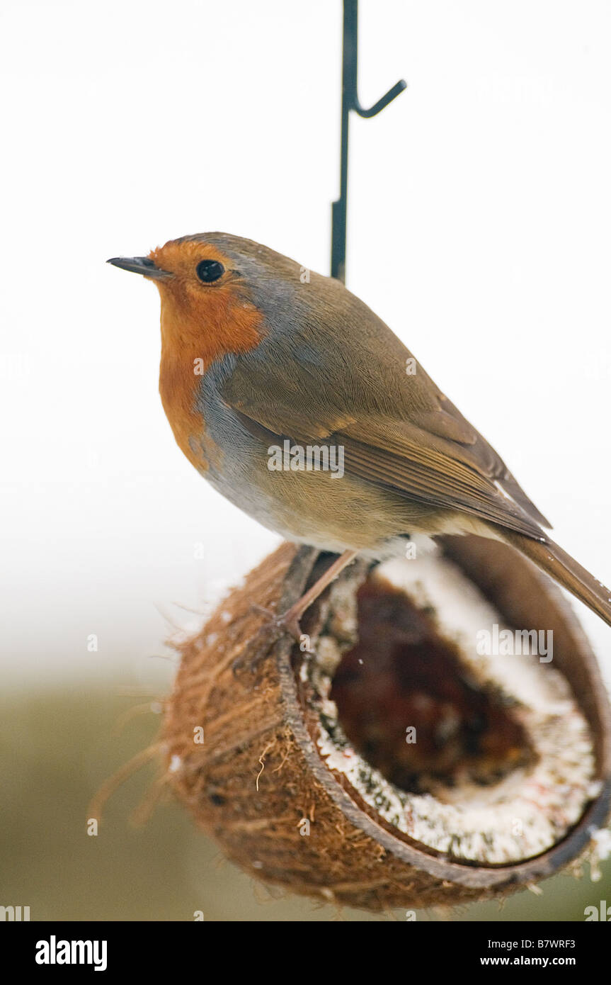 Robin perching on a coconut shell while searching for food Stock Photo ...