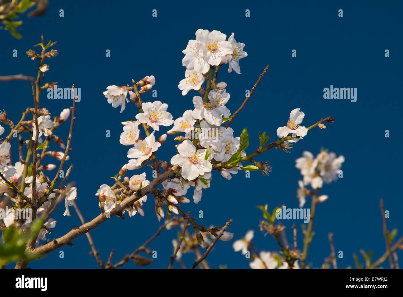 Almond tree branch in hi-res stock photography and images - Alamy