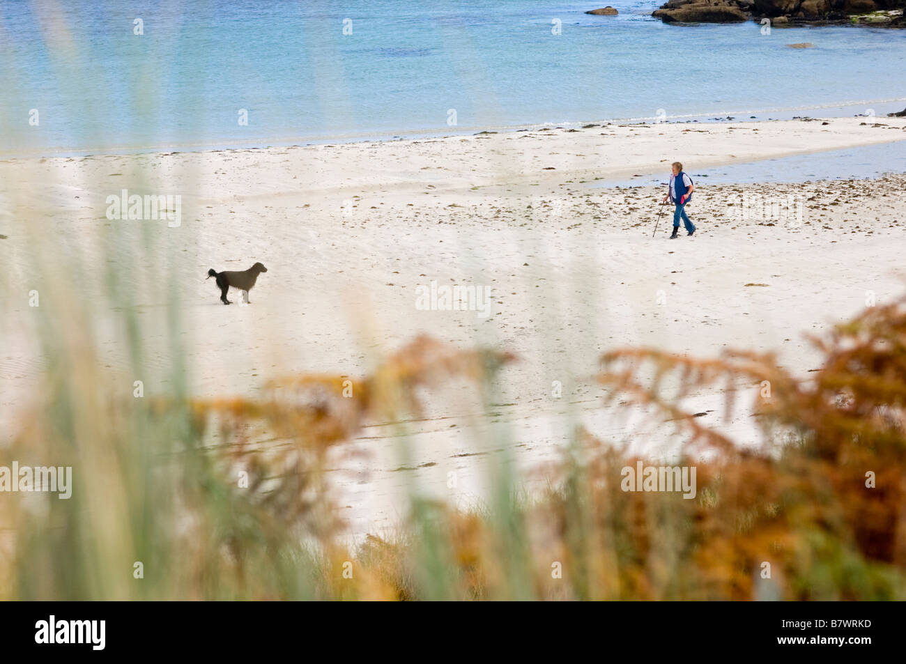 A woman walking her dog along Pentle Bay beach Tresco Isles of Scilly ...