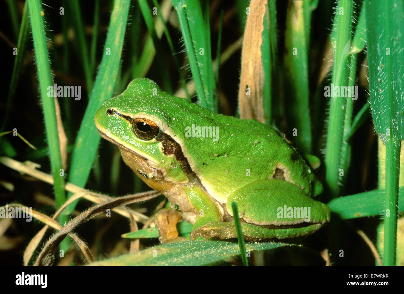 European tree frog (Hyla arborea Stock Photo - Alamy