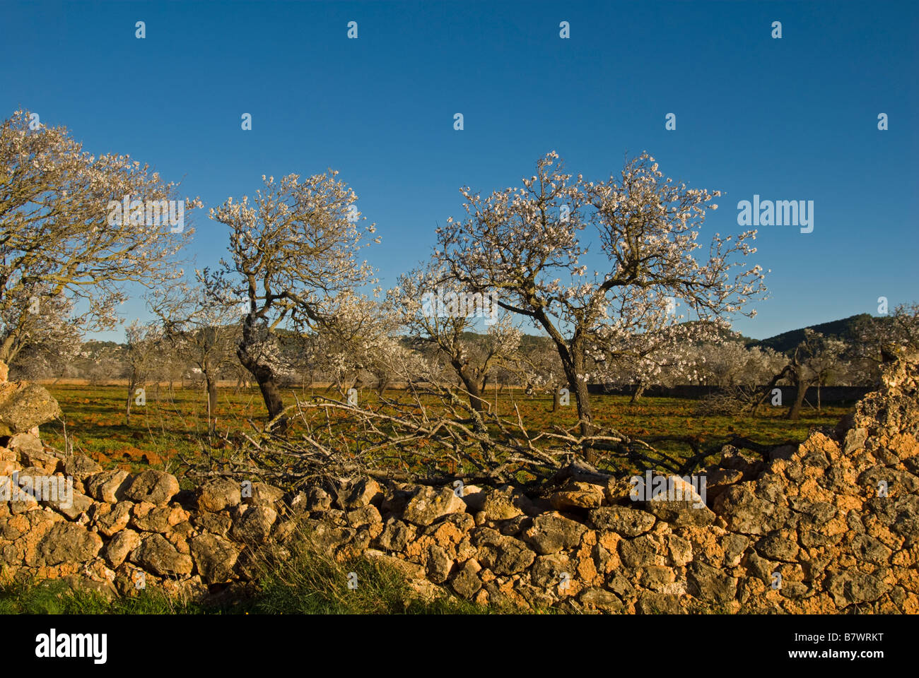 Stone wall almond tree hi-res stock photography and images - Alamy