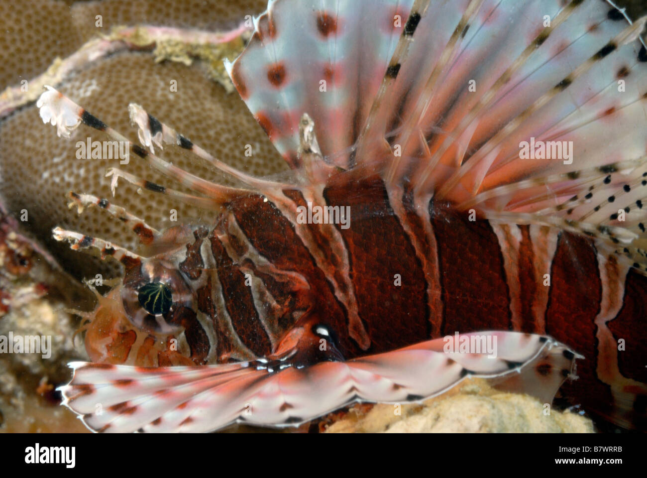Firefish hi-res stock photography and images - Alamy