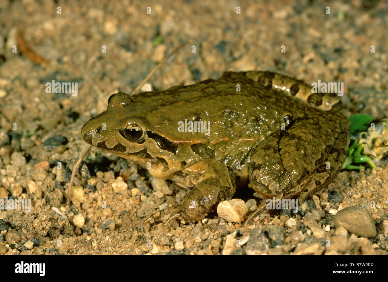 Discoglossus hi-res stock photography and images - Alamy