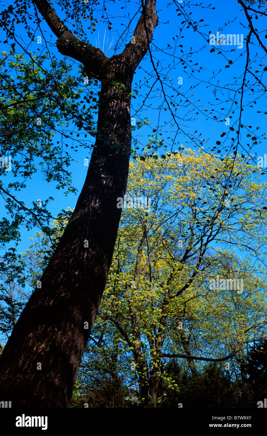 Tall tree silhouette in autumn against blue sky Stock Photo - Alamy