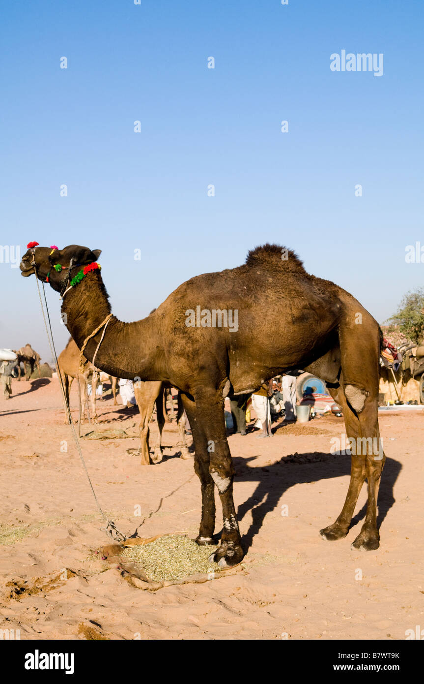 A camel for sale in the huge winter camel and cattle fair in Rajasthan ...