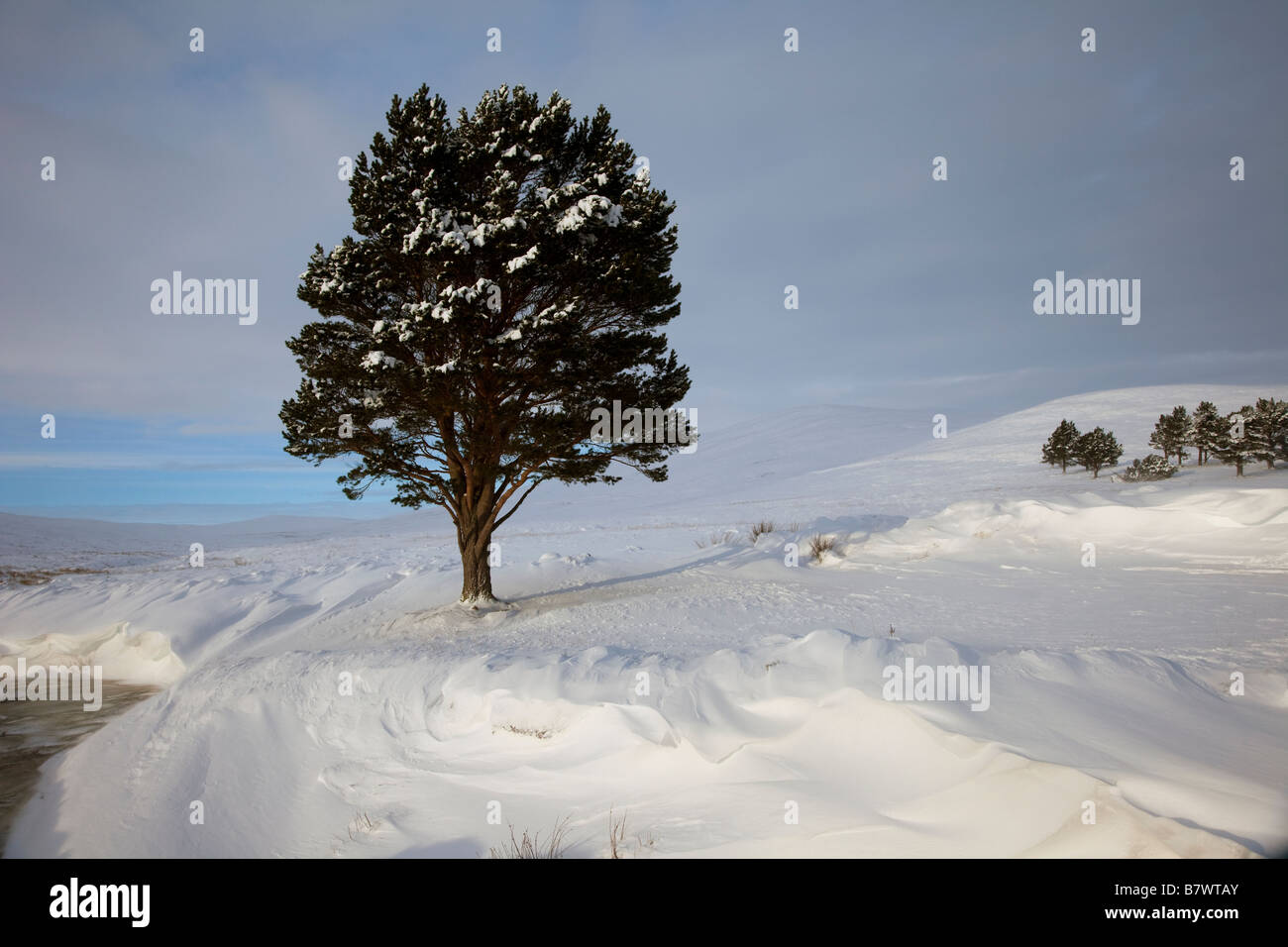 Centurion tree hi-res stock photography and images - Alamy