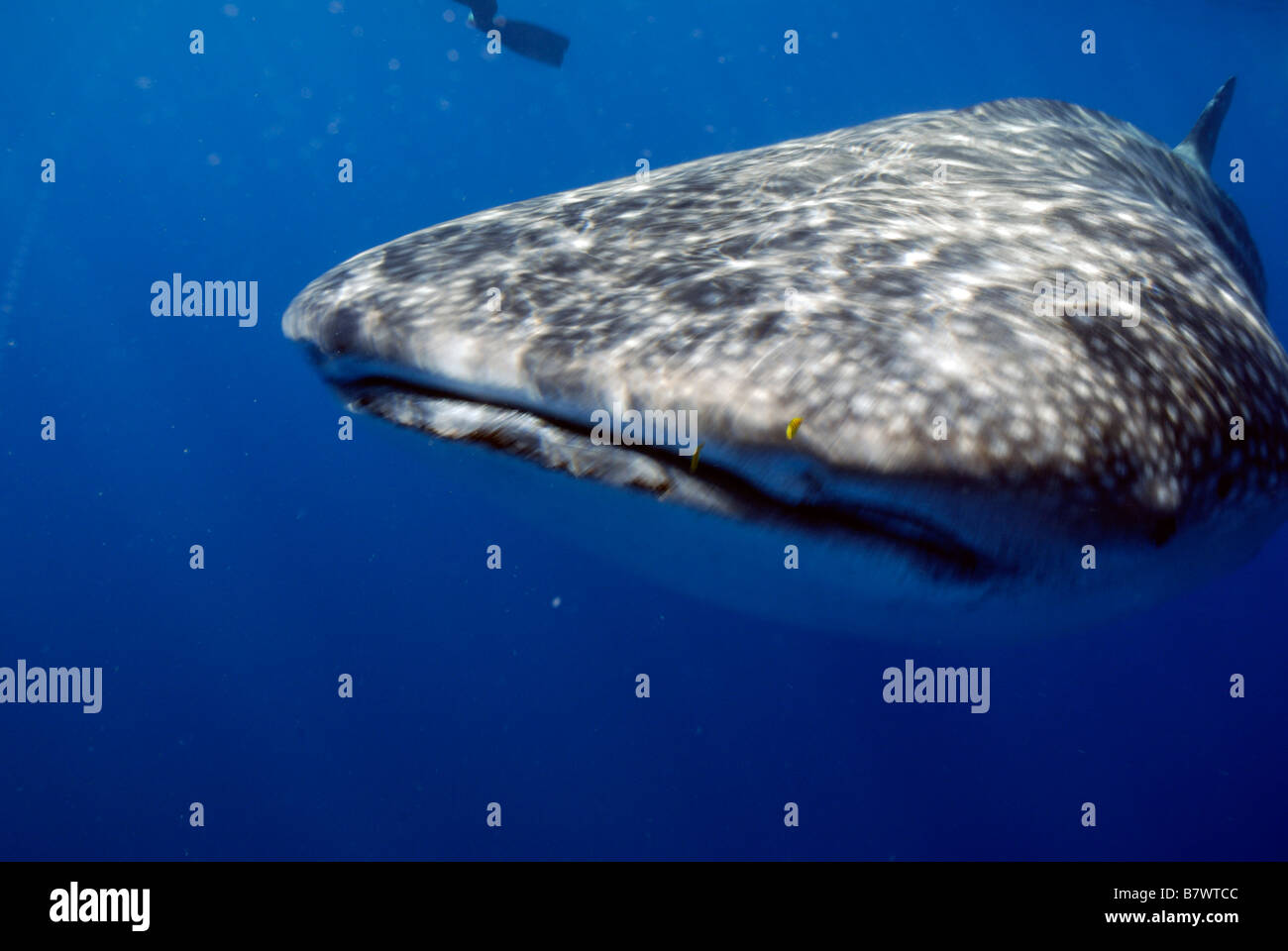 Whale Shark, Rhincodon typus, Mahe, Seychelles, Indian Ocean Stock ...