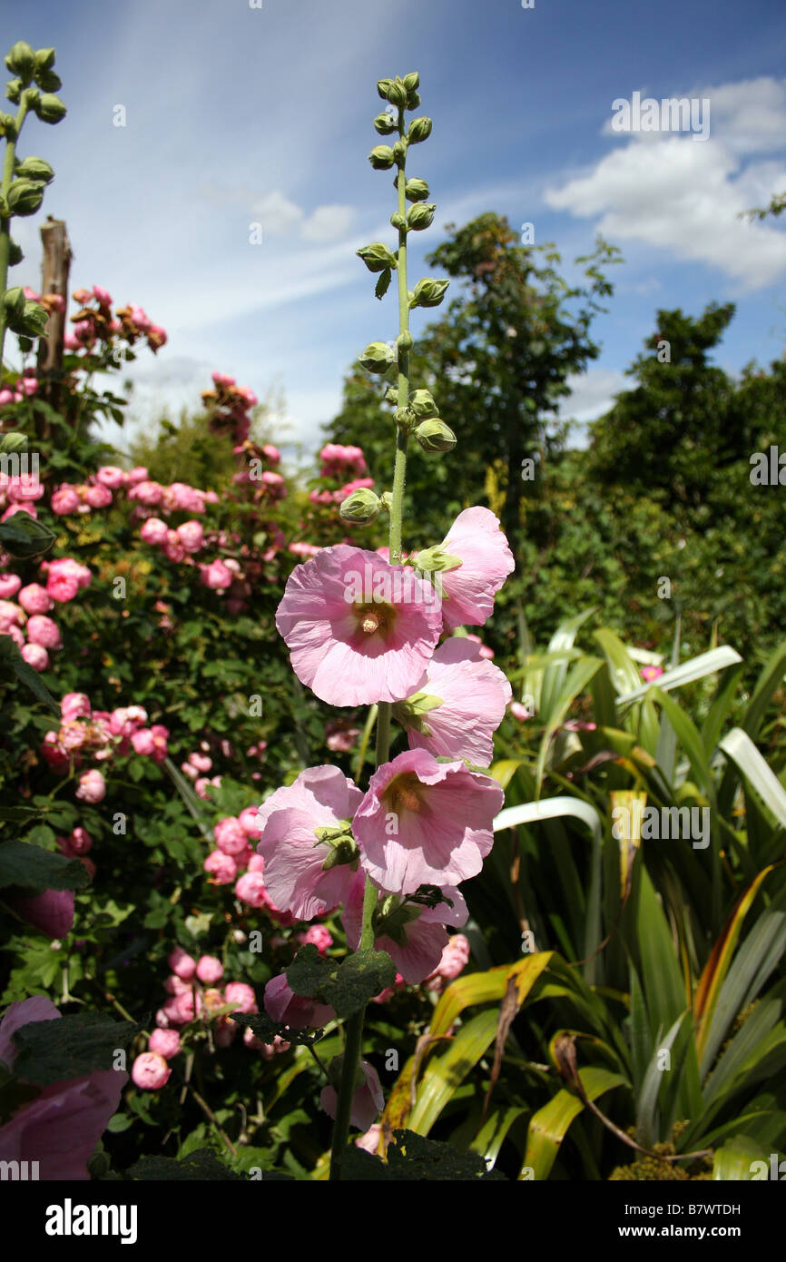 ALCEA. ALTHAEA ROSEA. HOLLYHOCK Stock Photo - Alamy