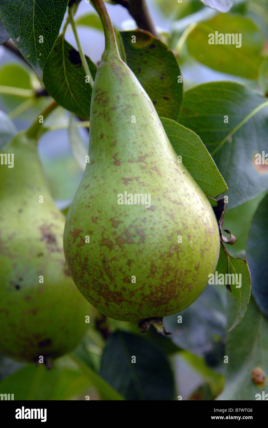 Beauty Pear High Resolution Stock Photography and Images - Alamy