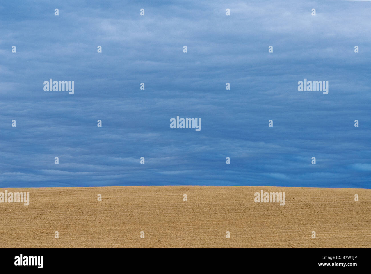A fallow field contrasts against a dark blue cloudy sky one winter ...