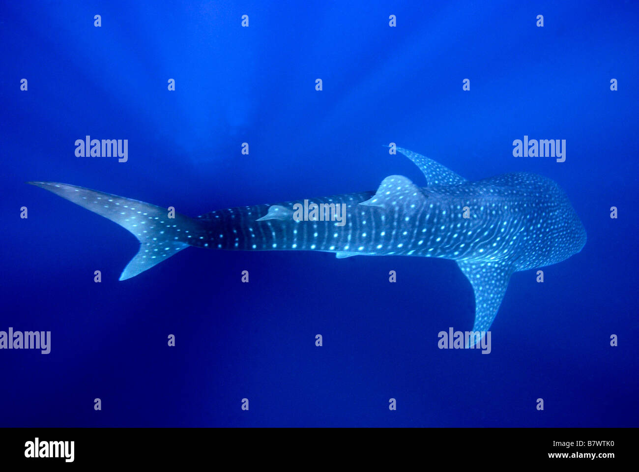Whale Shark, Rhincodon typus, Mahe, Seychelles, Indian Ocean Stock ...